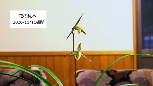 寒蘭 雷神 徳島県